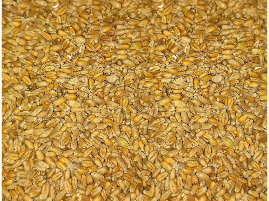 Продам зерно