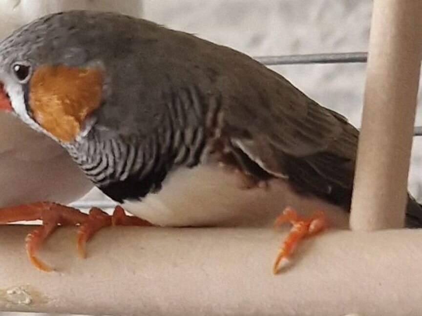 Зебровые амадины (мальчик)