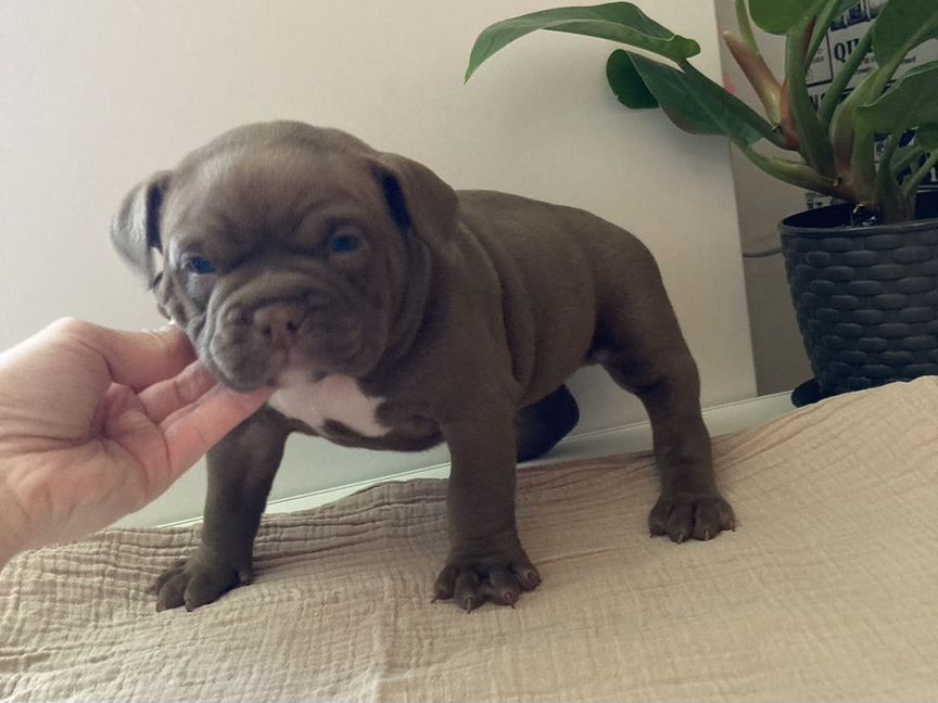 Американский булли