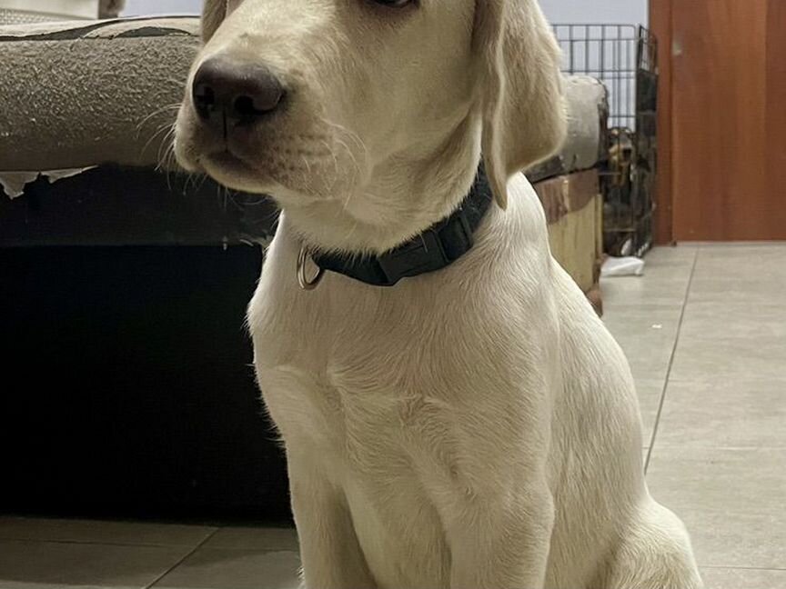 Щенок Лабрадора,мальчик