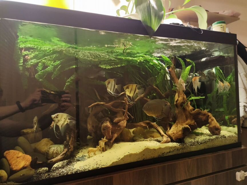 Криптокорина апоногетонолистная (Cryptocoryne)