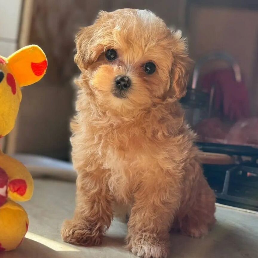 Мальтипу, щенок