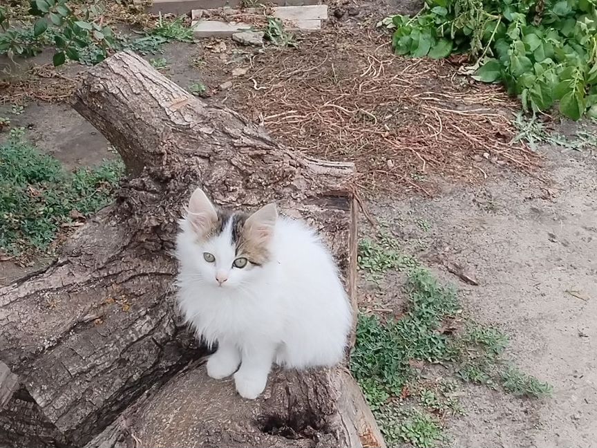 Коты-воители