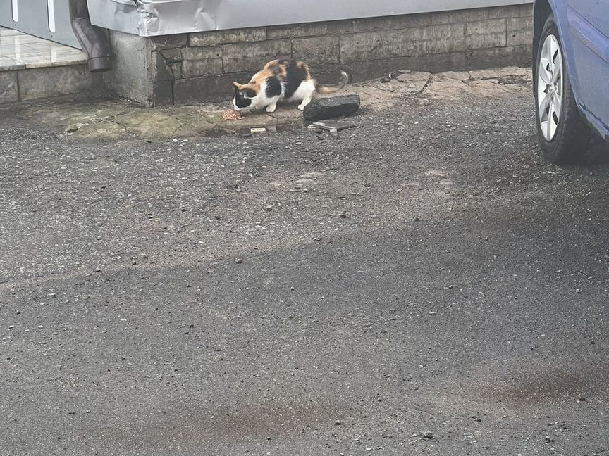 Кошечка