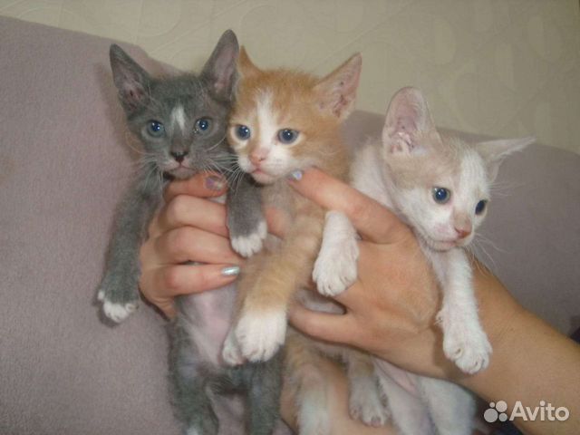 Котята в добрые руки сфинкс браш