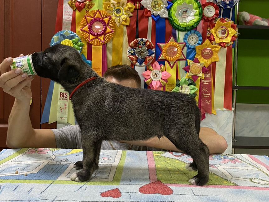 Щенки ирландского волкодава