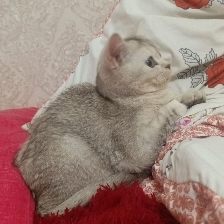 Шотландский вислоухий короткошёрстный котёнок