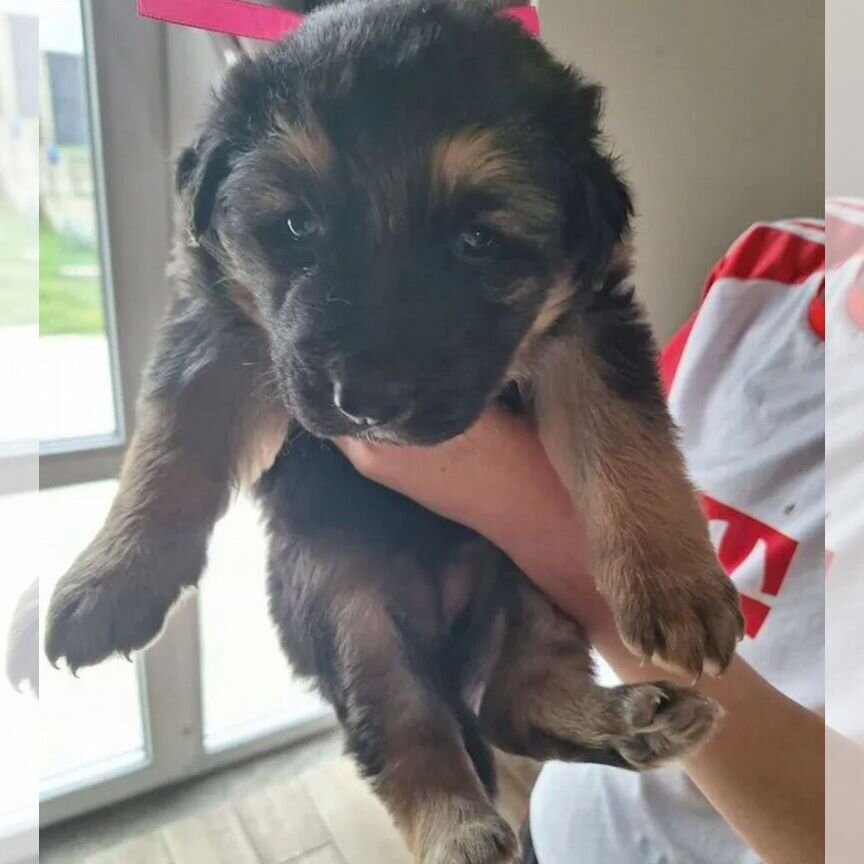 Немецкая овчарка, щенок