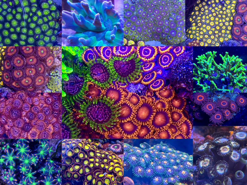 Морские кораллы