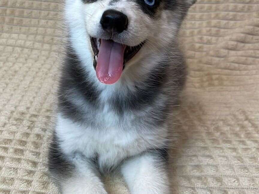 Идеальный щенок Помски