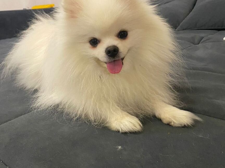 Померанский шпиц вязка кобель