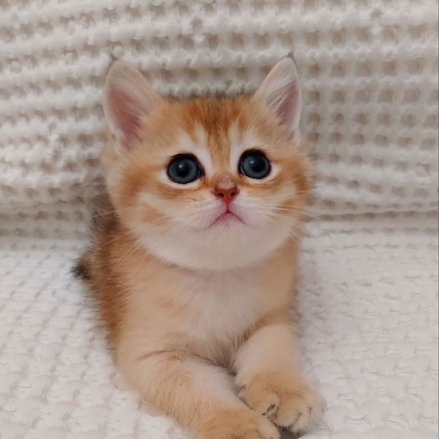Котик золотая шиншилла