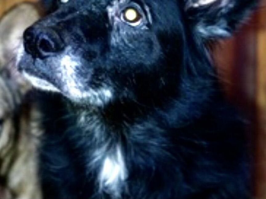 Собакв беде в добрые руки