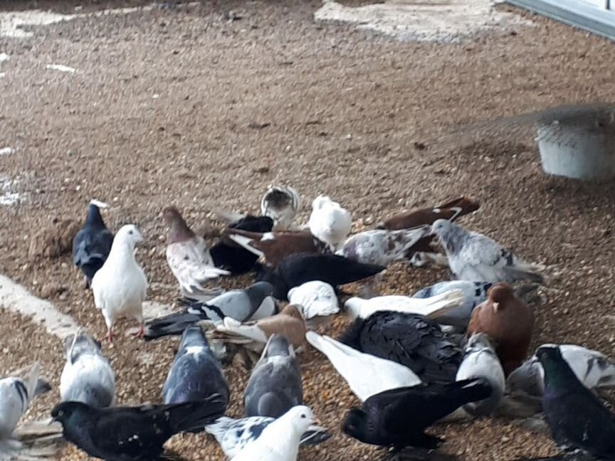 Продам лохматый голубей