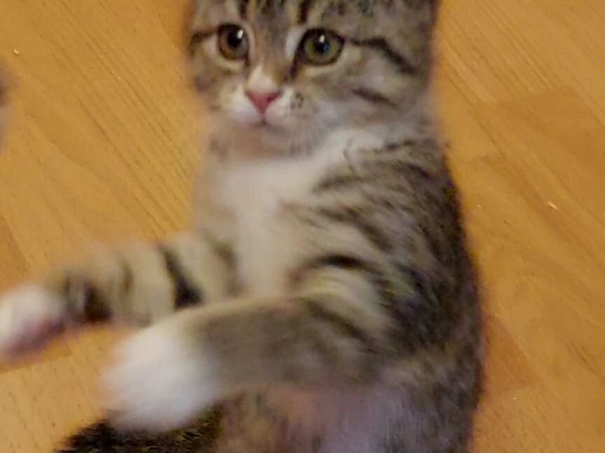 Чудо котёнок, 2 месяца