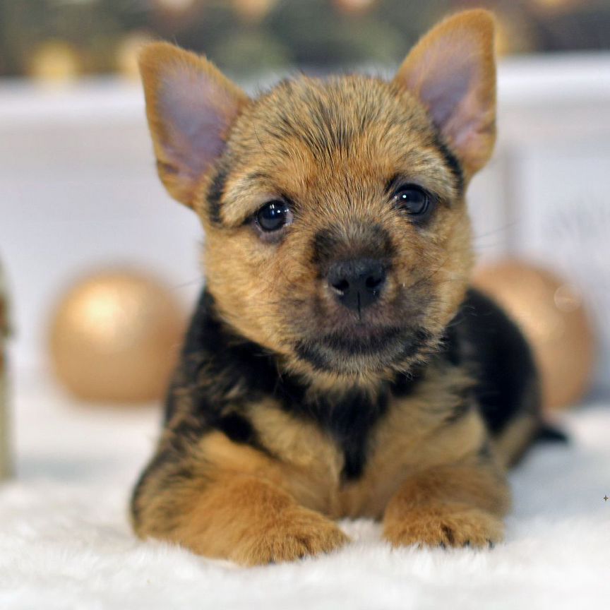 Норвич-терьер, щенок