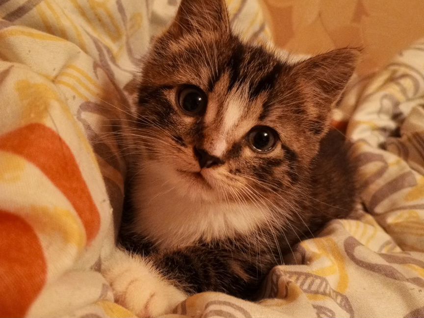 Котенок в добрые руки/Кот