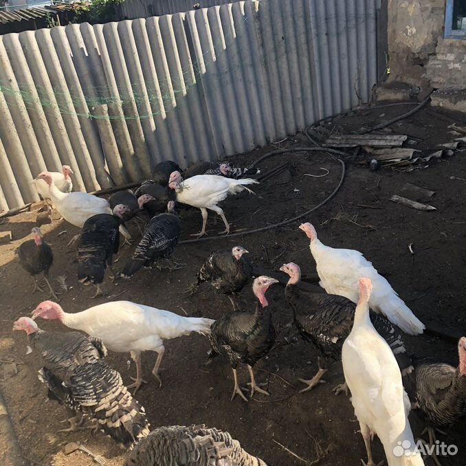 Индюки бройлеры