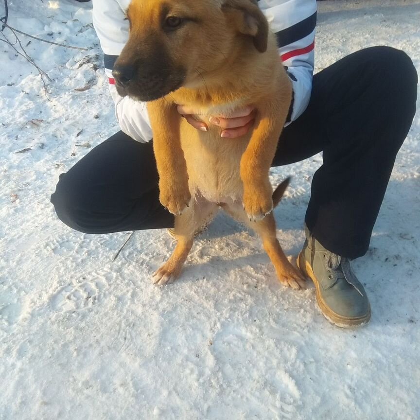 Щенок в добрые руки