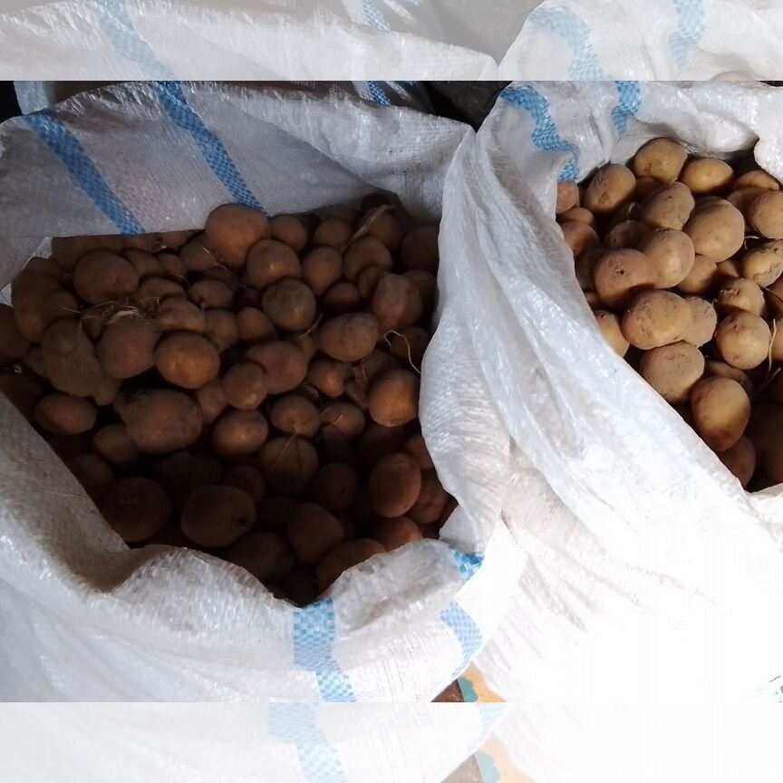 Продам картофель на корм скоту