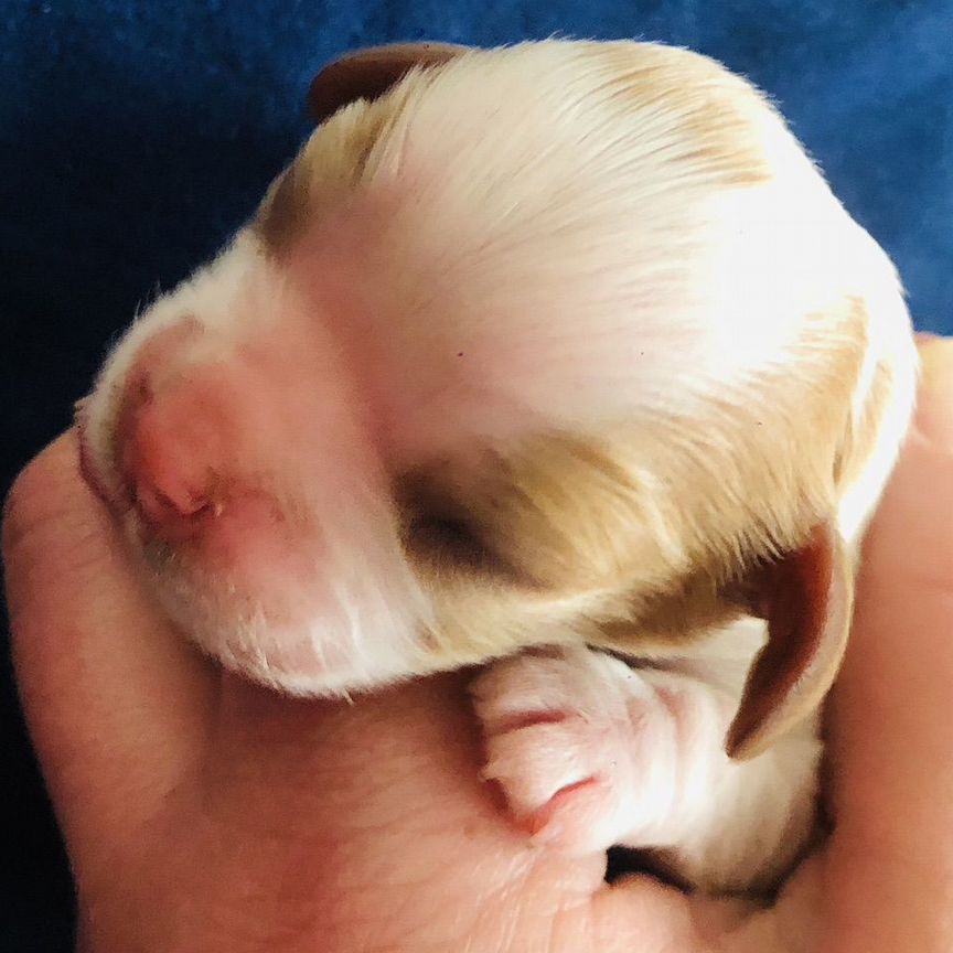 Кавалерчики