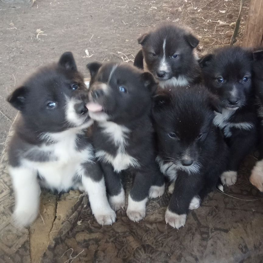 Лайка, щенок