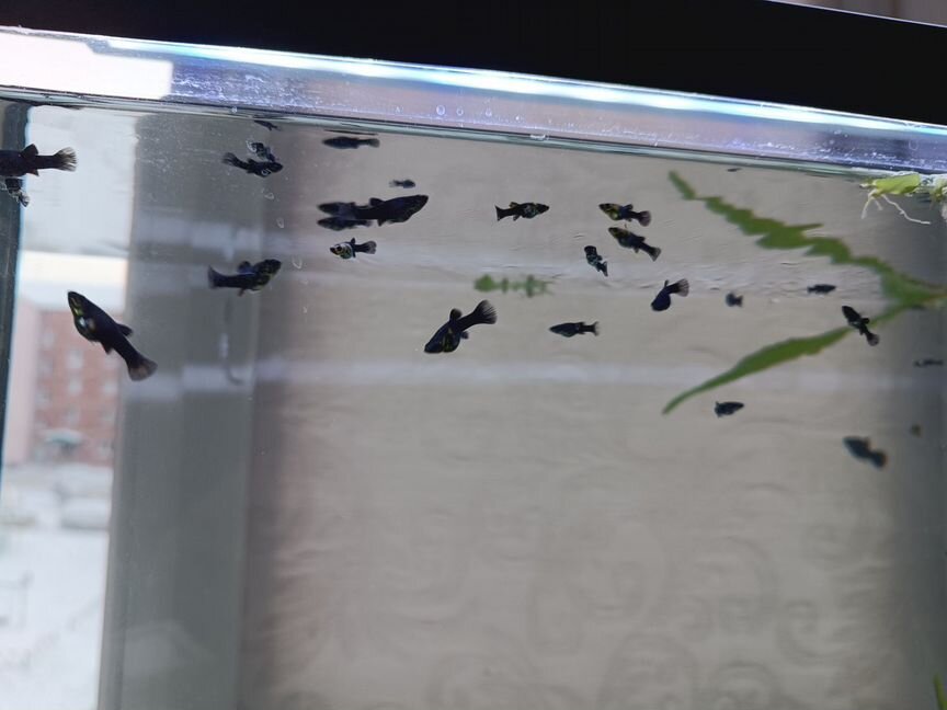 Моллинезия черная