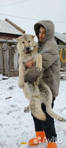 Вольфдог арктический
