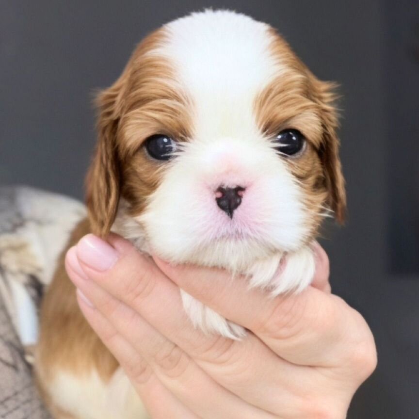 Кавалер кинг-чарльз-спаниель, щенок