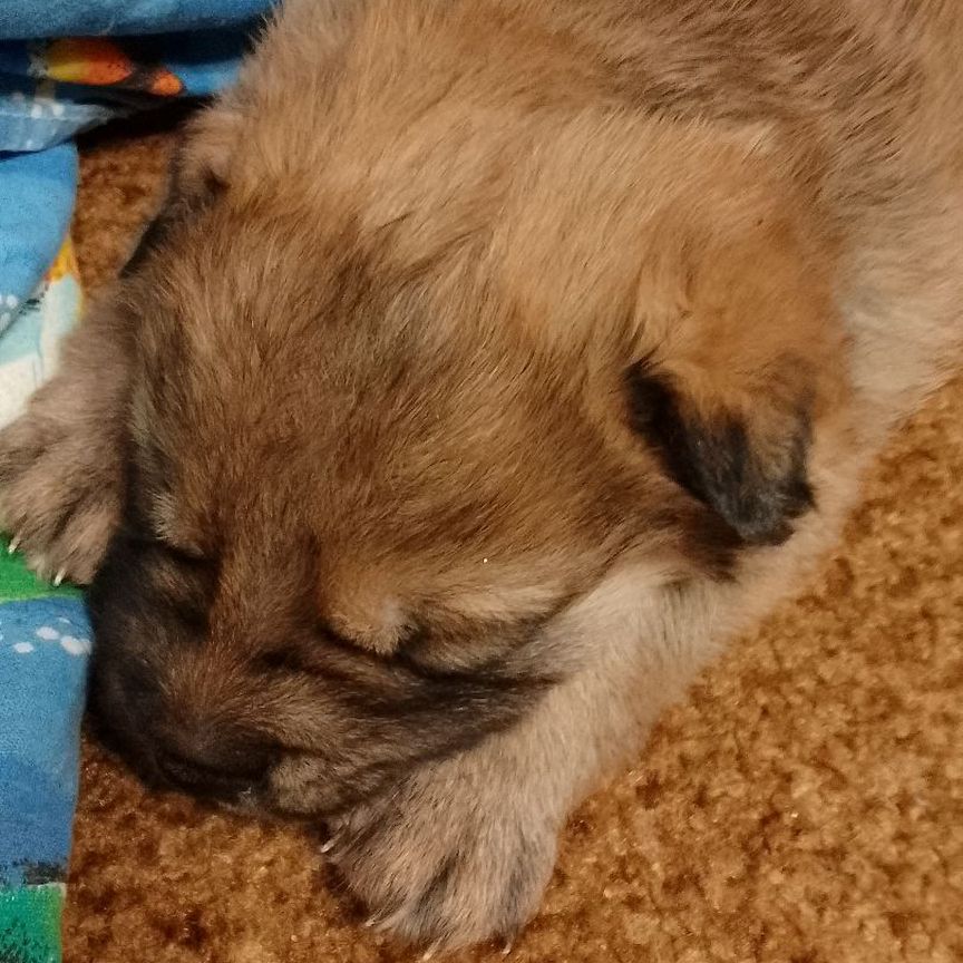 Йоркширский терьер, щенок