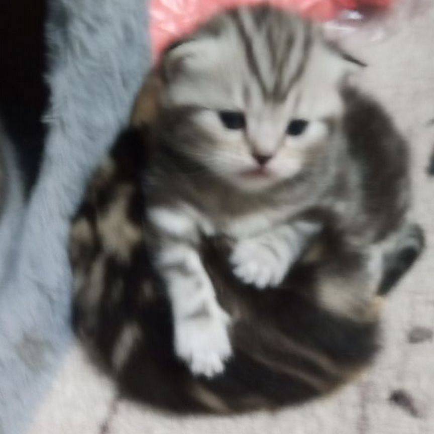 Шотландский вислоухий короткошёрстный котёнок