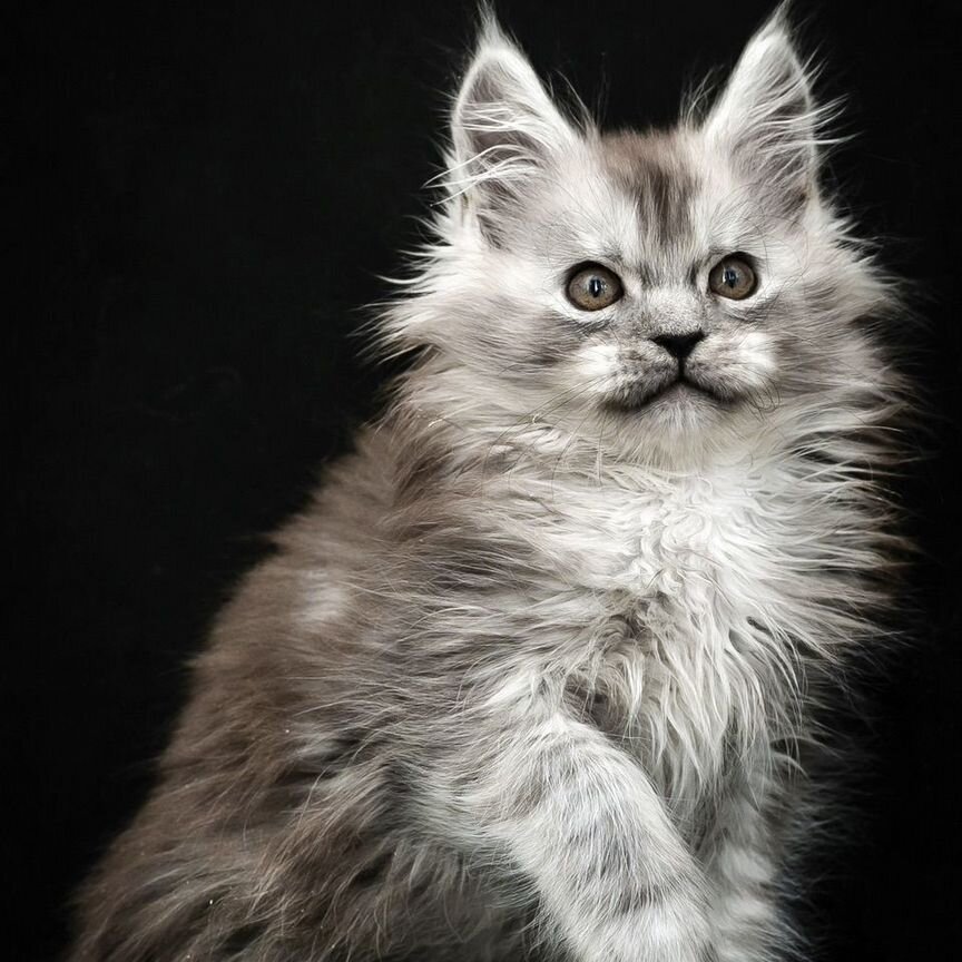 Котята мейн-кун девочка