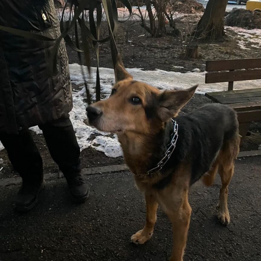 Собака в добрые руки