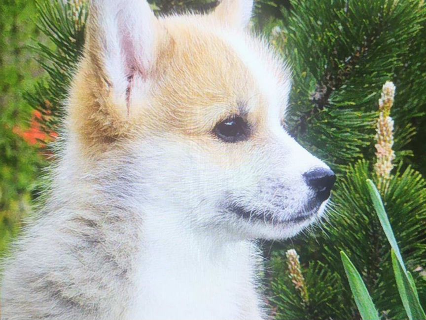 Коржик. Мальчик. Веселый и толстенький