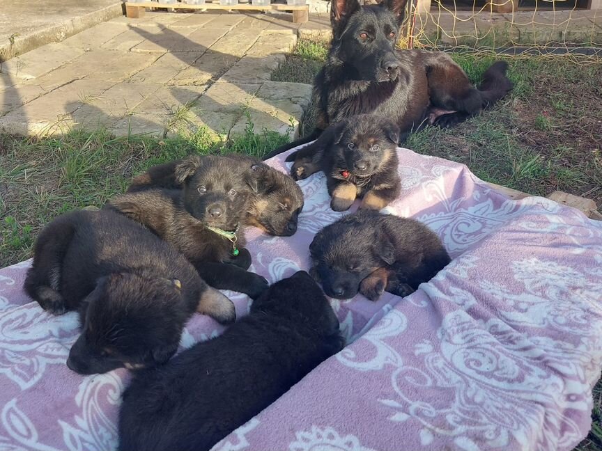 Щенки чёрной бельгийской овчарки