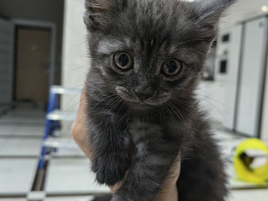 Котята в добрые руки бесплатно