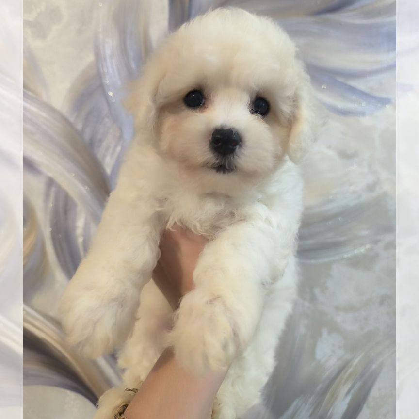 Бишон фризе, щенок