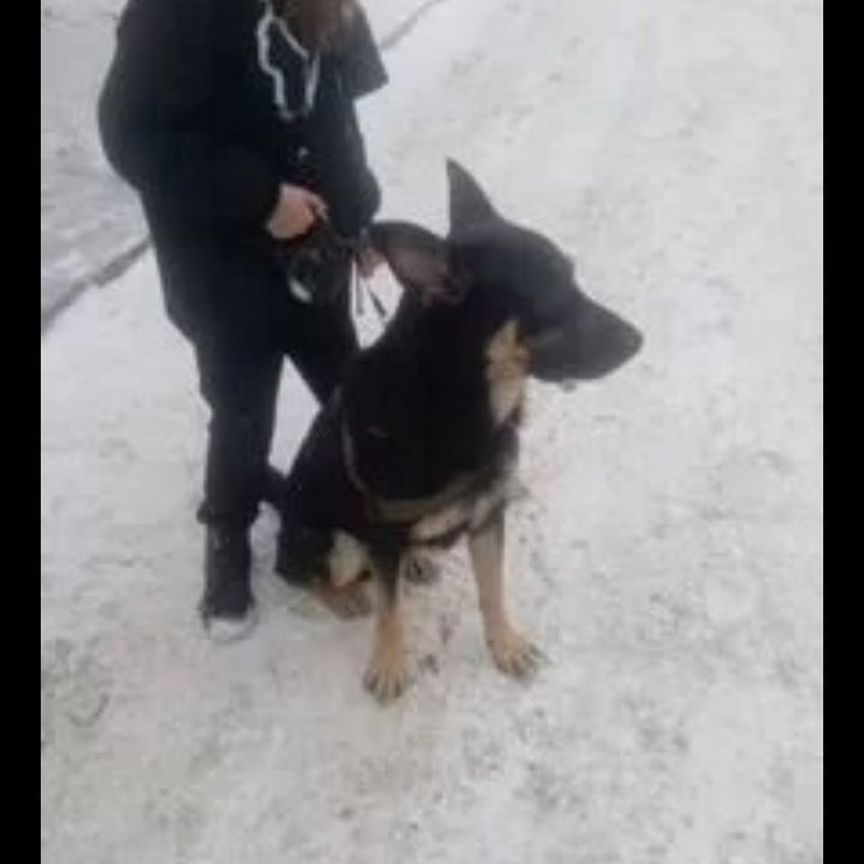 Немецкая овчарка