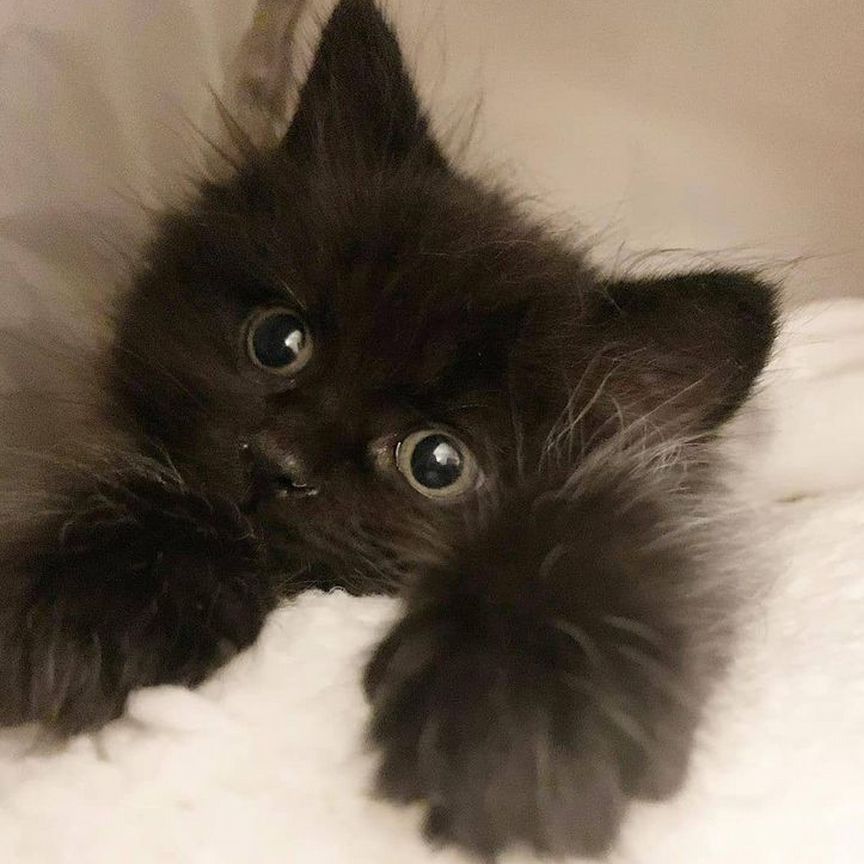 Шотландский прямоухий длинношёрстный котёнок