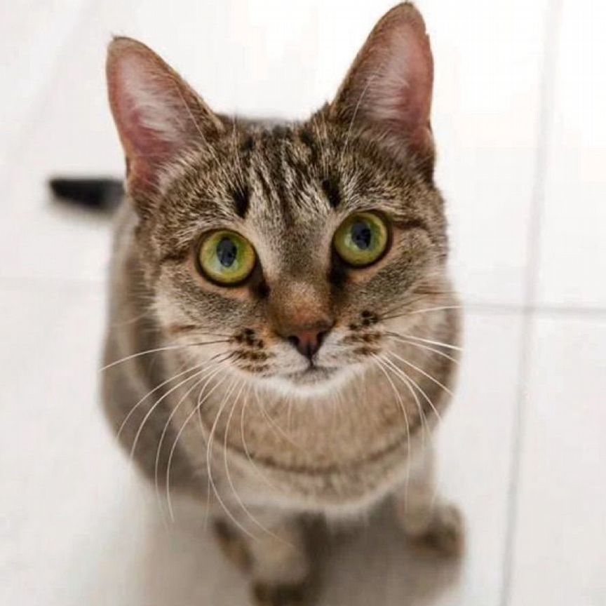 Ася в добрые руки