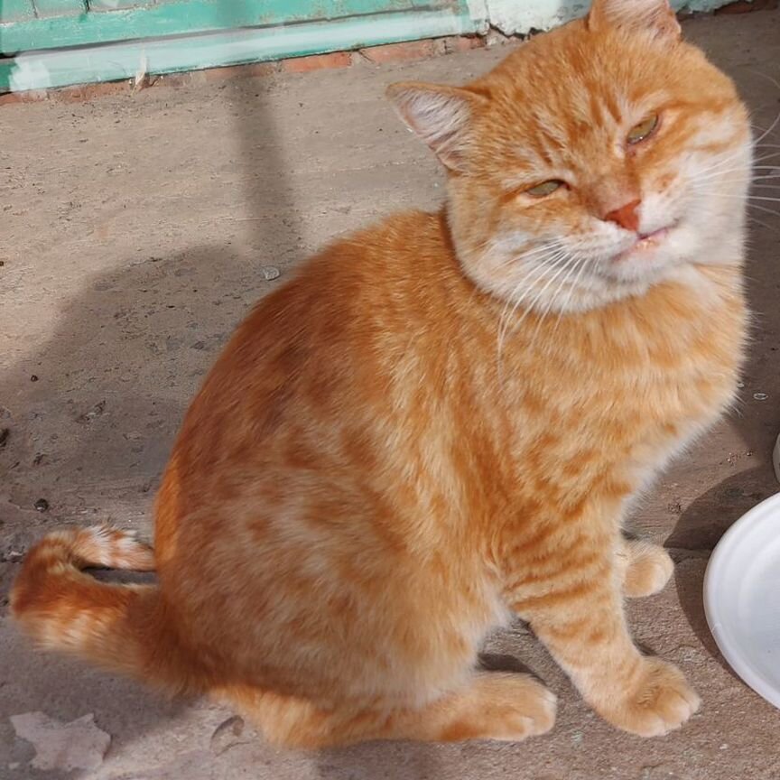 Рыжий котик в добрые руки