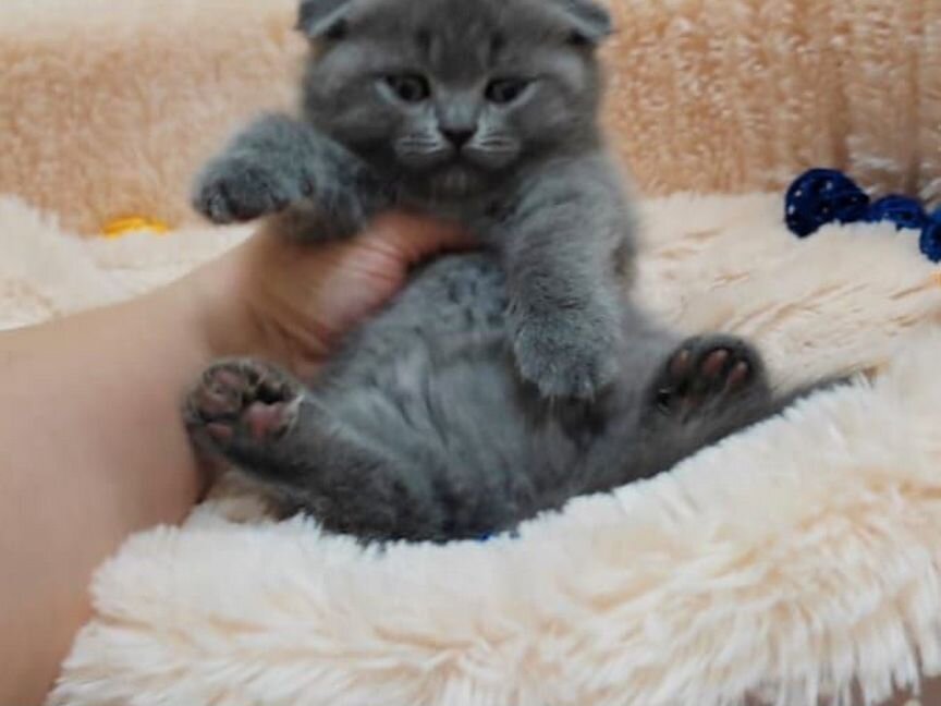 Плюшевые бутузики