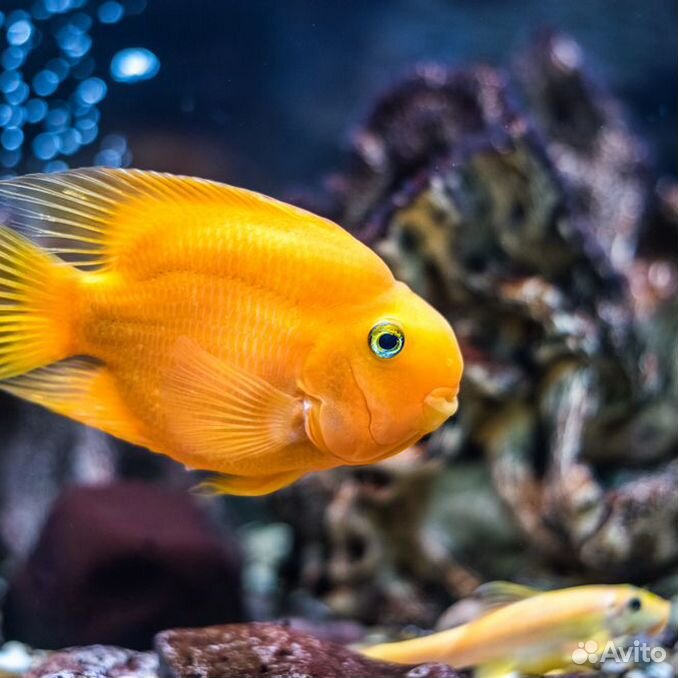 Попугай Жёлтый (M) (арт 3095)