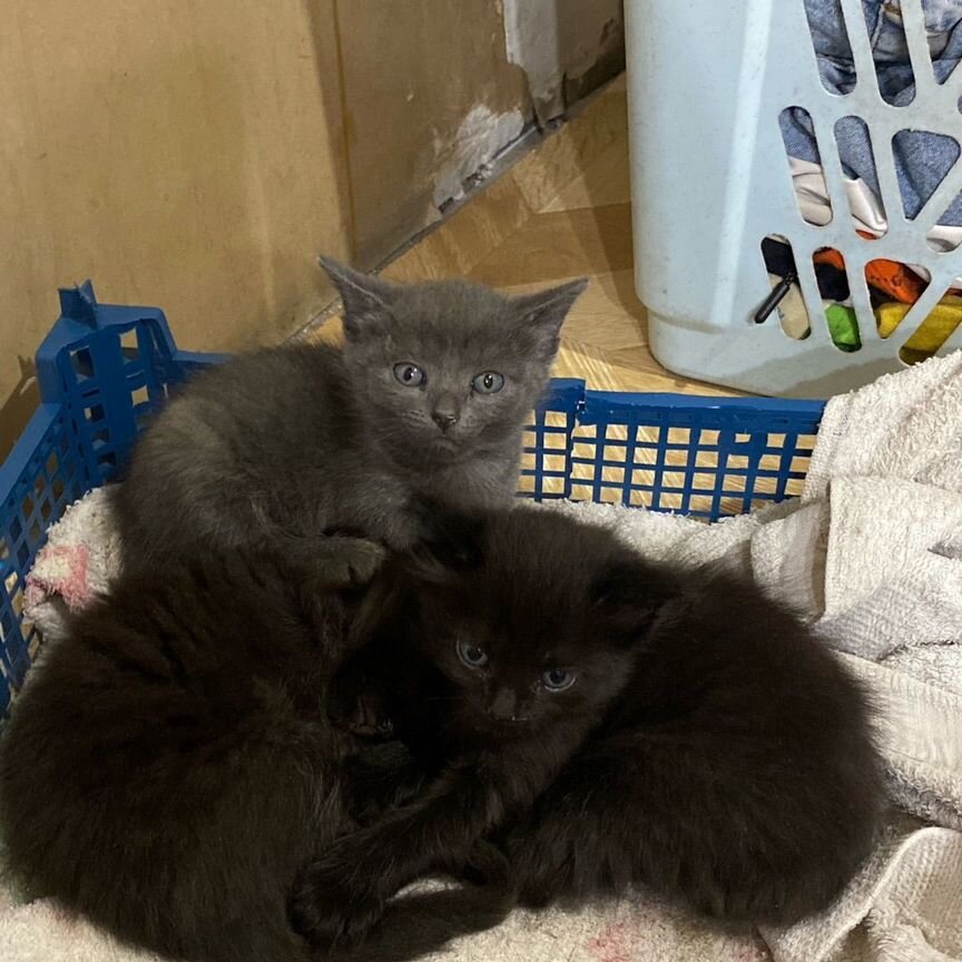 Котята в добрые руки