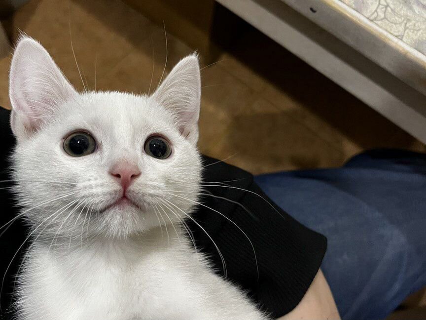 Кошка