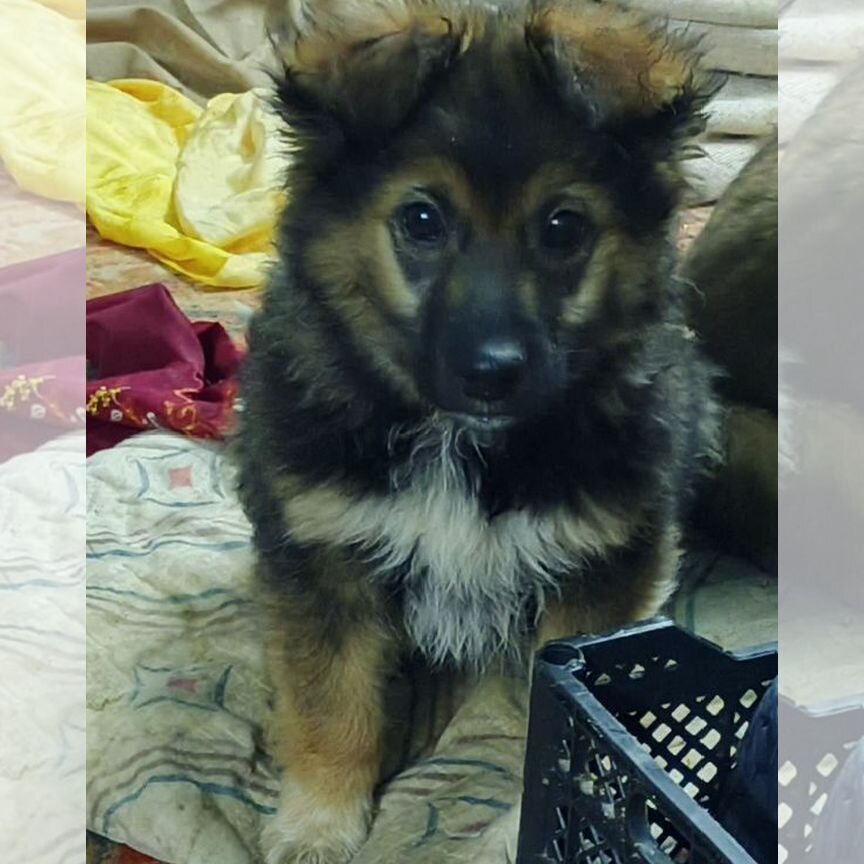 Щенок в добрые руки