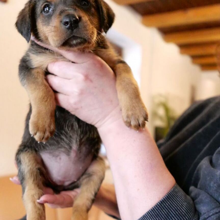 Бусинка, 1.5 месяца, ищет дом