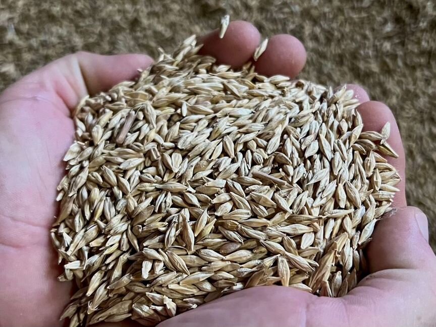 Ячмень, урожай 2024 года