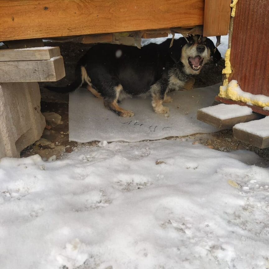 Старый глухой песик живет на улице. Необходим дом
