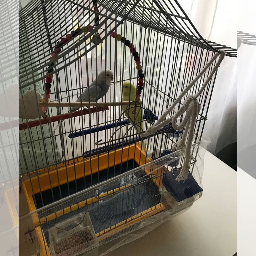Волнистый попугай с клеткой